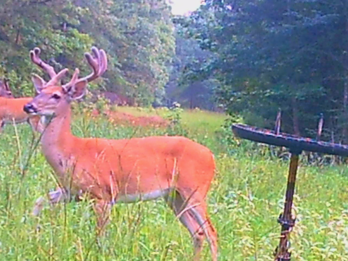 Buck Weed ... Deer Love it! – Air Boss Motion Decoys